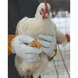 Animal Handling Work Gloves - For Falconry, Dog, Hawk, Cat, Bird and ...