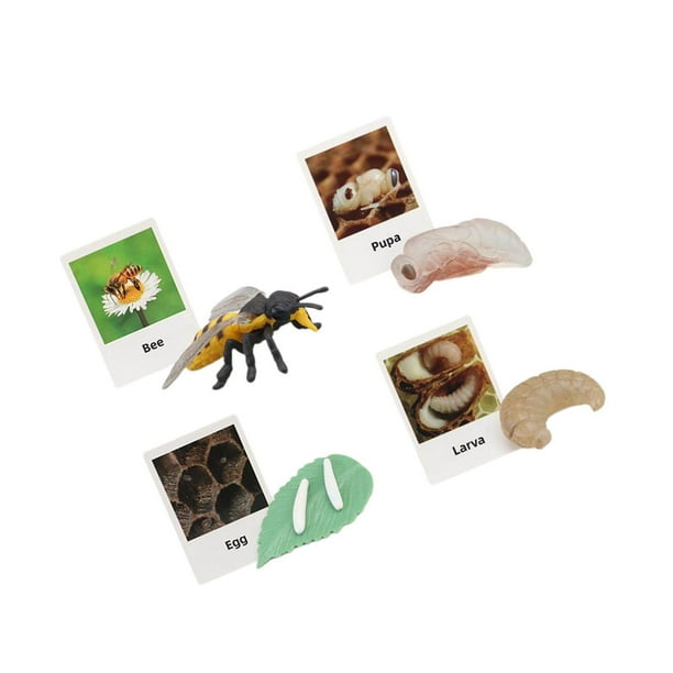 life Cycle Figurines Toy Educational Nature Life Cycles Growth ...