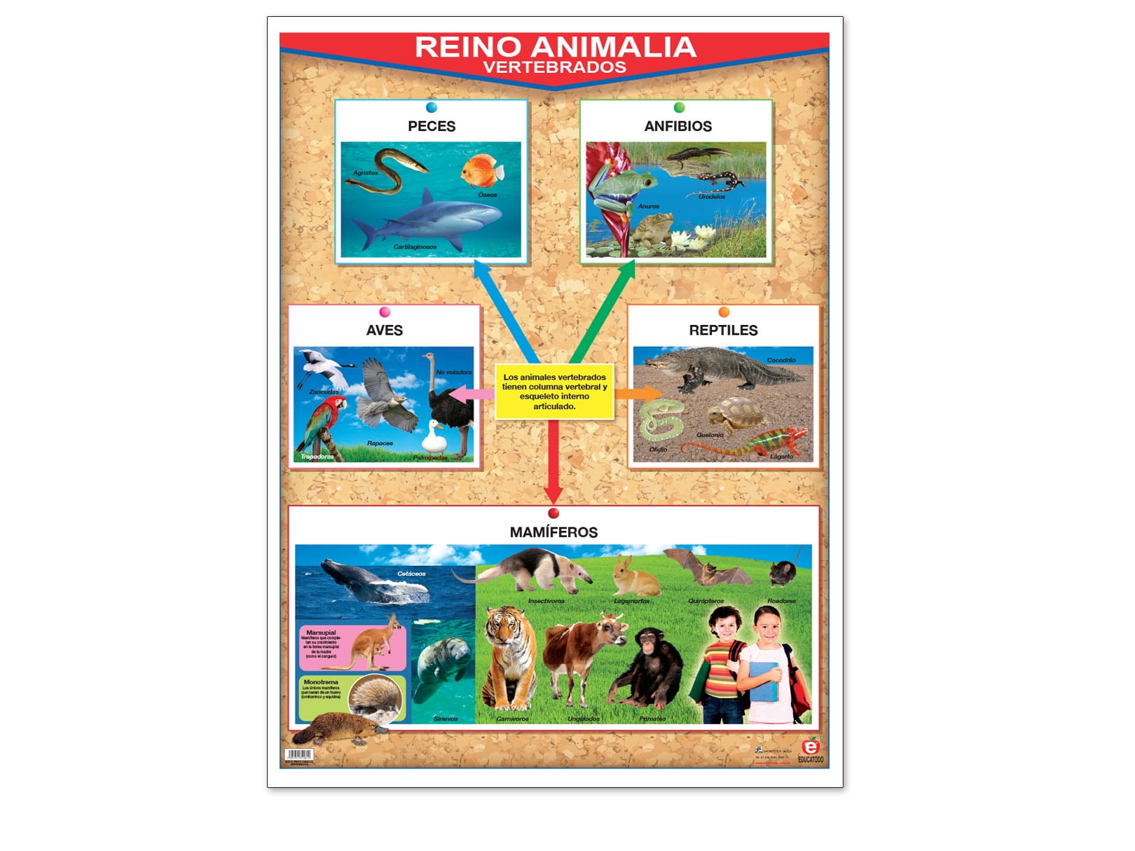 Póster Reino Animalia Vertebrados / Invertebrados Educatodo B-0142-I ...