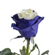 Blue Fairy Roses - 50 cm - Fresh Cut Flowers - 50 Stems - by ...