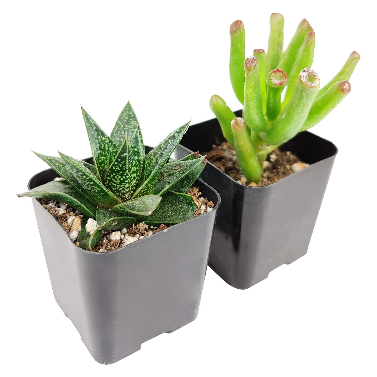 Best Indoor Succulent Pack - Set of 2 - Walmart.com
