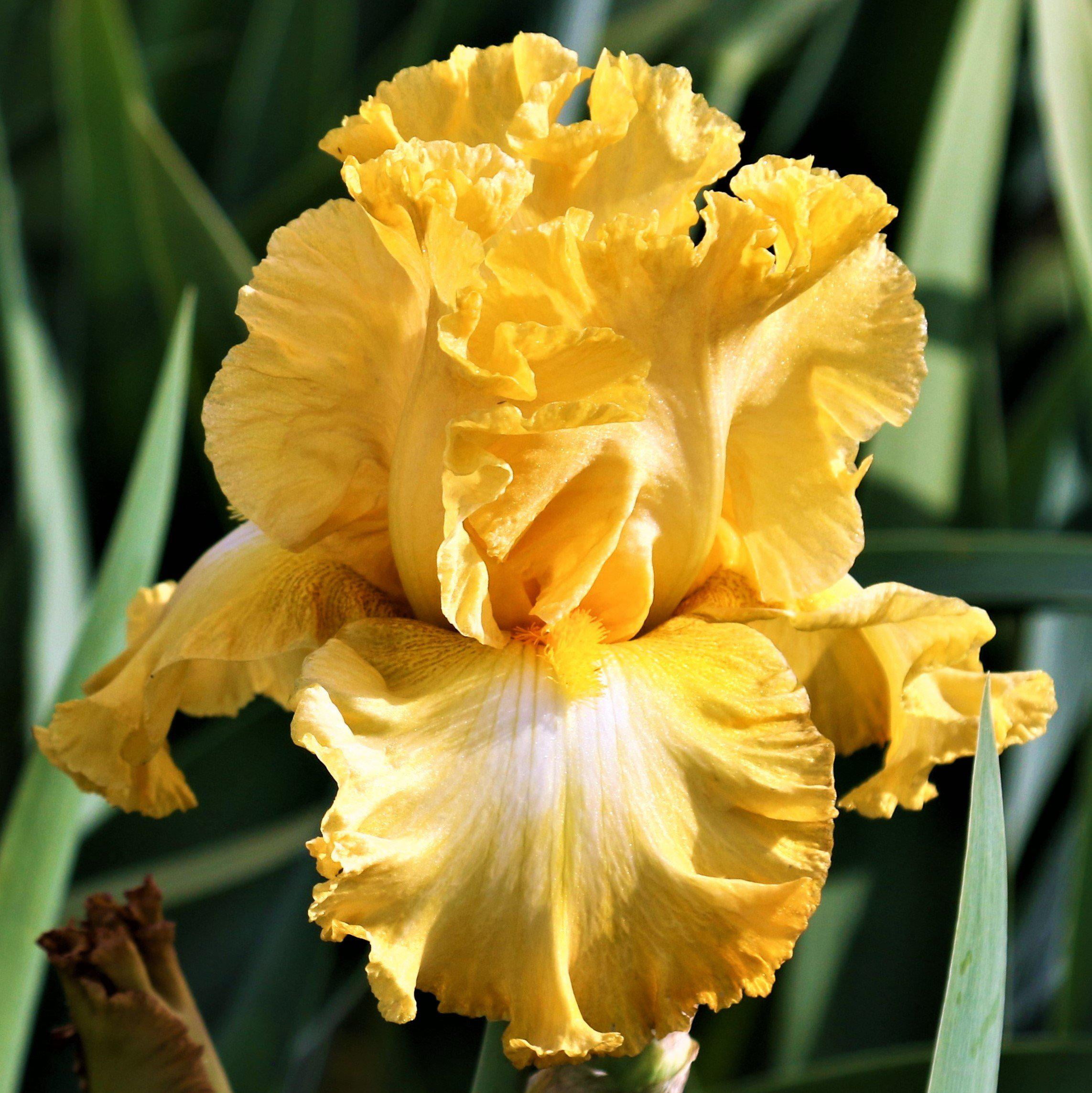 Outdoor & Gardening 3 Bright Yellow Iris bulbsrhizomes set of 3 Home ...
