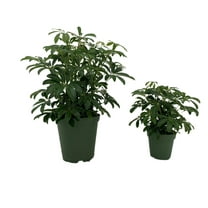 "Live Indoor House Potted Dwarf Schefflera Arboricola 'Umbrella' - 4 ...
