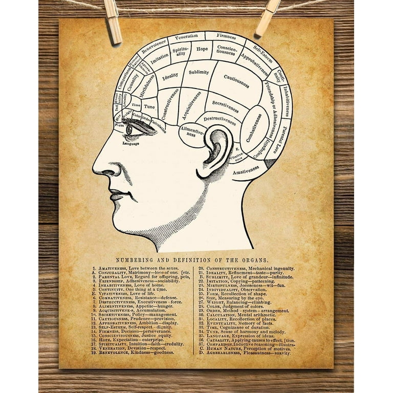 Phrenology Art