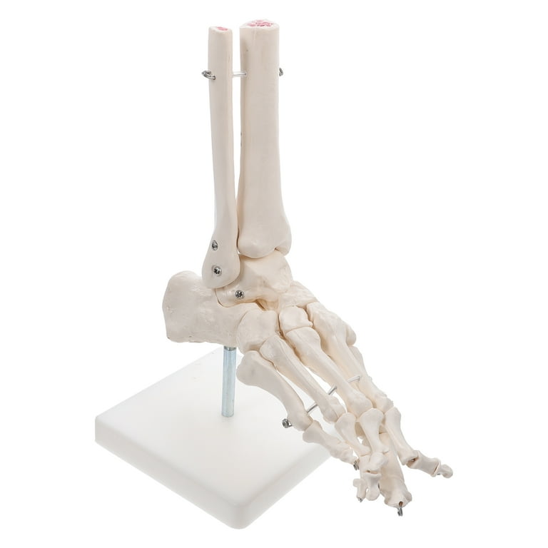 Real Human Skeleton Feet