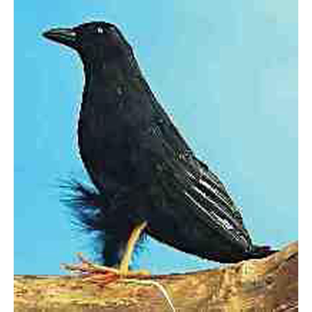 Crow (aka "Halloween Eagle") Halloween Accessory - Walmart.com ...