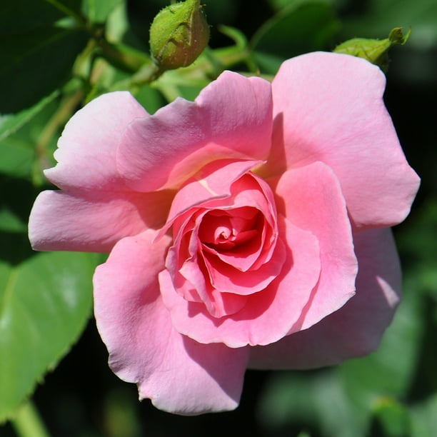 Heirloom Roses Pink Rose Plant - Prairie Princess Hardy Rose Bush ...