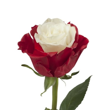 Painted Roses - 50 Stems of Marshmallow White and Red Fresh Cut Flower ...