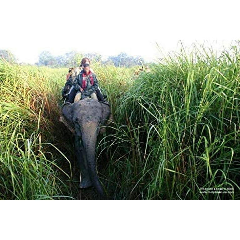Elephant Grass Seeds 100 Seeds Tallest Grass in The World Ships from Iowa Made in USA Walmart
