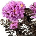 Southern Living Delta Eclipse Crapemyrtle Live Shrub in 2-Gallon Grower ...