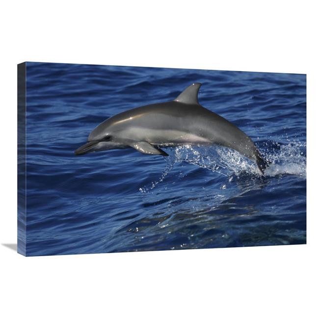 Prints Digital Prints Dolphin Print Spinner Dolphin 8x10 etna.com.pe