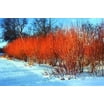 Red Flame Willow Trees - Burning Bush - Fast Growing and Stunning Color ...