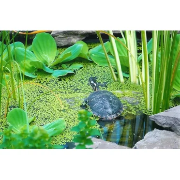 Little Live Real Aqua Dragons LED Light Up Tank, Hatch and Grow Live ...
