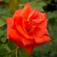 Heirloom Roses - Live Orange Hybrid Tea Rose Plant for Garden - Potted ...