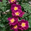 Blaze Improved Climbing Rose, Ready for Outdoor use, Includes one ...