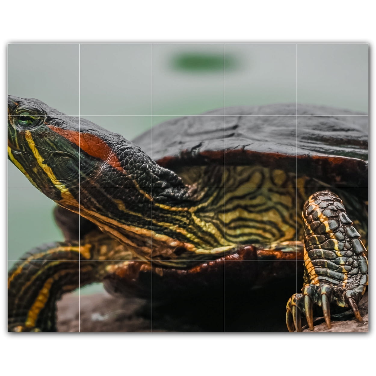Picture-Tiles.com: Turtle Ceramic Tile Wall Mural WAL501048-54XL. 60"W ...