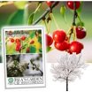 Lovell Peach Tree Seeds for Planting, (Prunus persica), 2 Heirloom ...