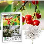 Lovell Peach Tree Seeds for Planting, (Prunus persica), 2 Heirloom ...