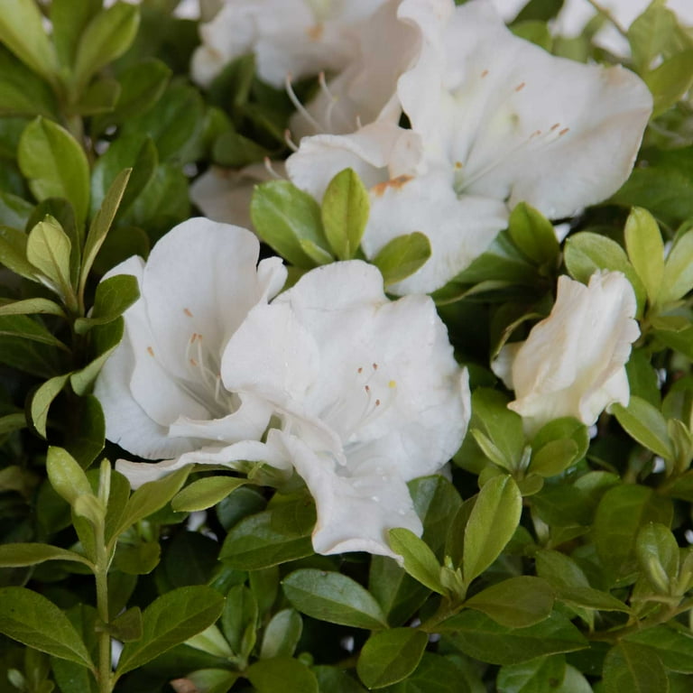 White Azalea
