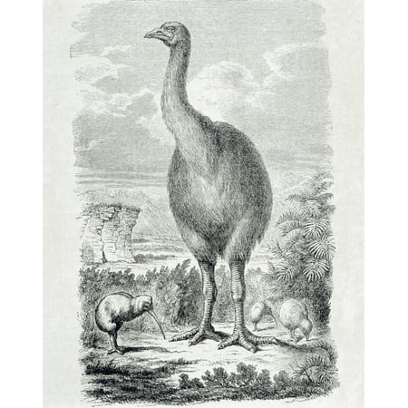 Kiwis The National Emblem Of New Zealand And The Extinct Moa From A ...