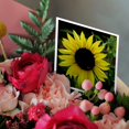 3drose, Sunflower and Bee Is a Photo of a Sunflower with a Bee Nestled ...