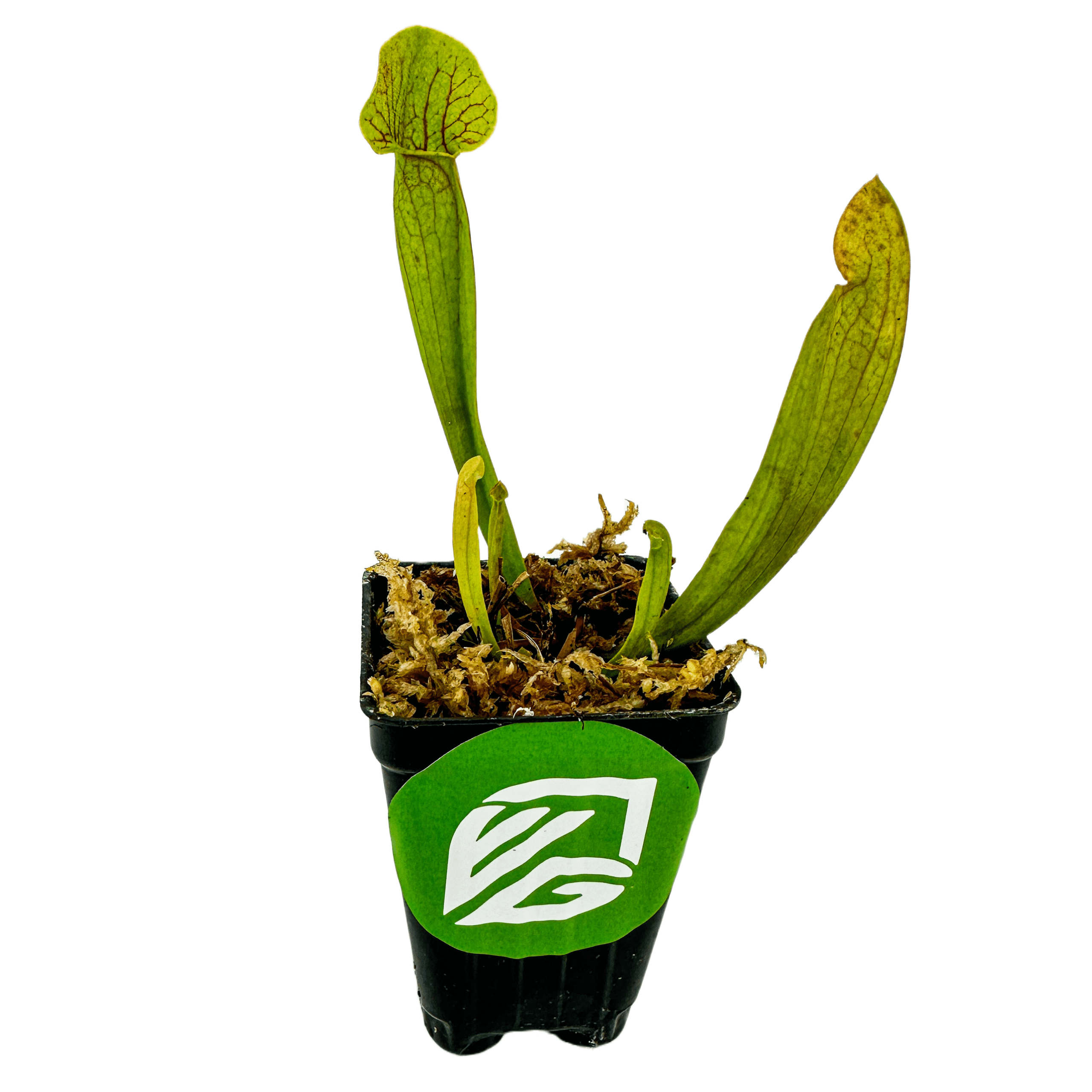 Barba Green Carnivorous Live Pitcher Plant - Sarracenia - Wellspring Gardens Starter Plant ...