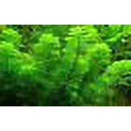 Java Moss - Easy Live Fresh Water Aquatic Plant for Fish Tank, Floating ...