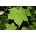 CZ Grain Thimbleberry 50 Rubus Parviflorus Plant Seed - Walmart.com