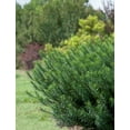 Southern Living Yewtopia Plum Yew Live Shrub in 2-Gallon Grower Pot - Walmart.com