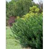Southern Living Yewtopia Plum Yew Live Shrub in 2-Gallon Grower Pot ...