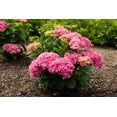 Starfield Bigleaf Hydrangea Live Bush Plant, Pink Flowers, Jumbo Pint, Suitable for Outside ...
