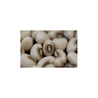 Pinto Bean Seeds - 1 Lb - Also called Shell Pinto or Shelling Pinto ...