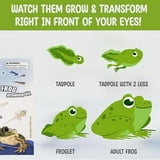 Live Tadpole to Frog Kit with Habitat, Certificates, Food & Book ...