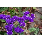 50 Purple STATICE / SEA LAVENDER Limonium Sinuatum Flower Seeds ...
