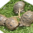 3drose, Testudo Iberia - Animals, Ibera Greek Tortoise, Land Turtles ...