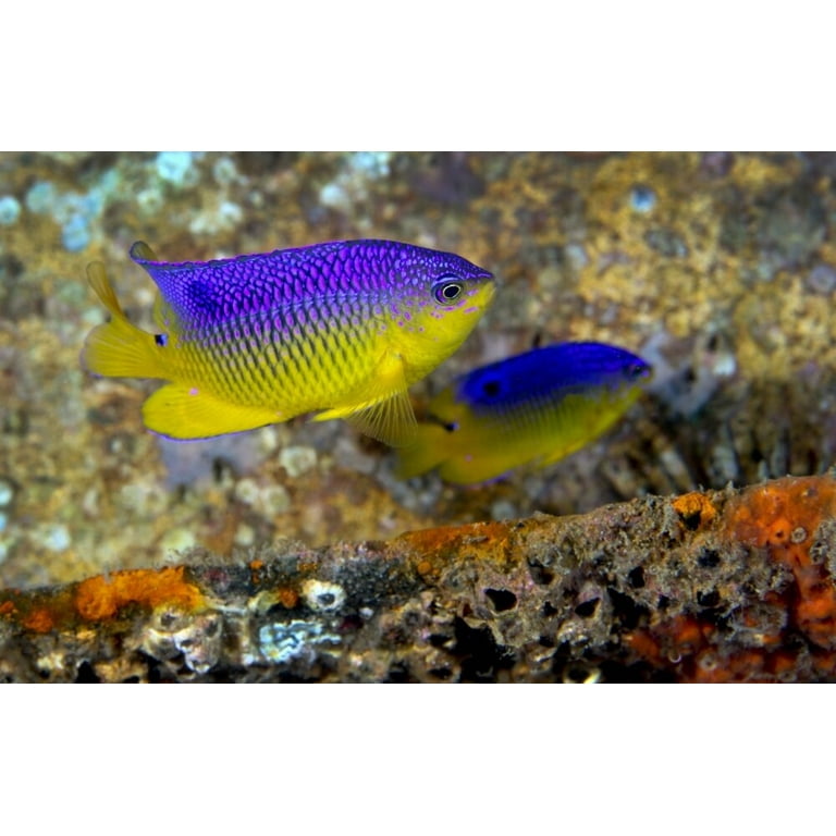 Cocoa Damselfish