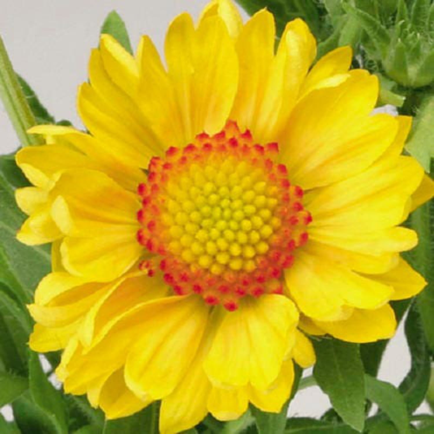 Click here for Seedville Usa 100 Yellow Gaillardia (Blanket Flowe... prices