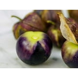 Exotic Purple Coban Tomatillo Seeds| Great for Salsa Flavor | 250 ...