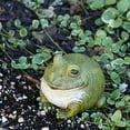 Evergreen Enterprises Frog Portly Garden Statue and Key Hider - Walmart.com