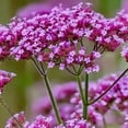 Purpletop Vervain 200 Seeds – Verbena bonariensis, Lavender-Purple ...