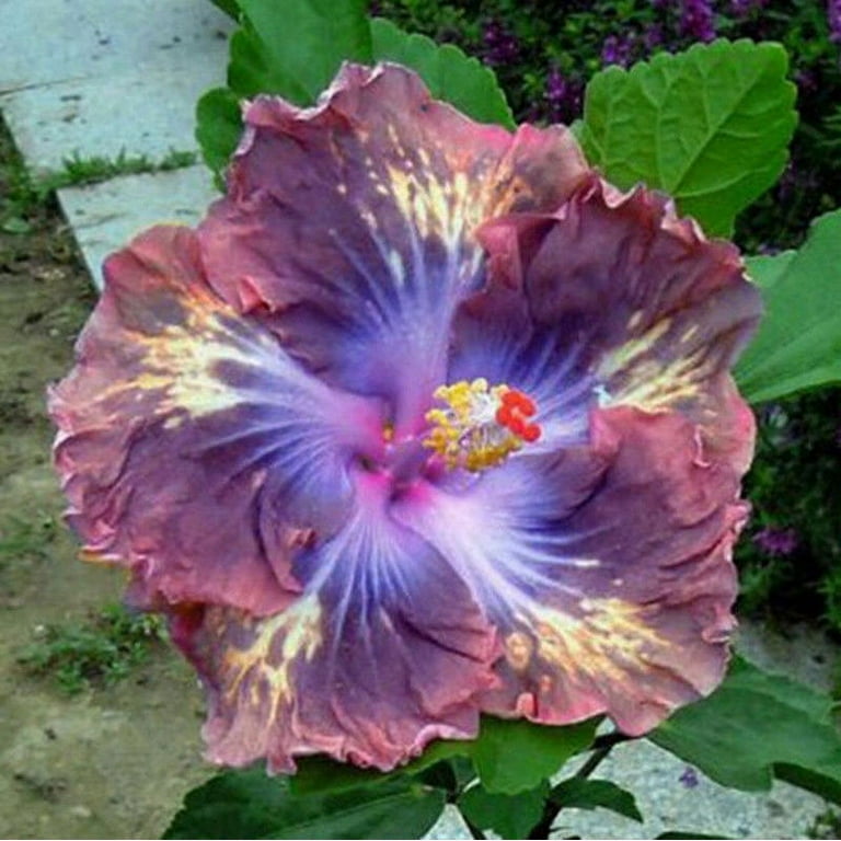 Rare Hibiscus
