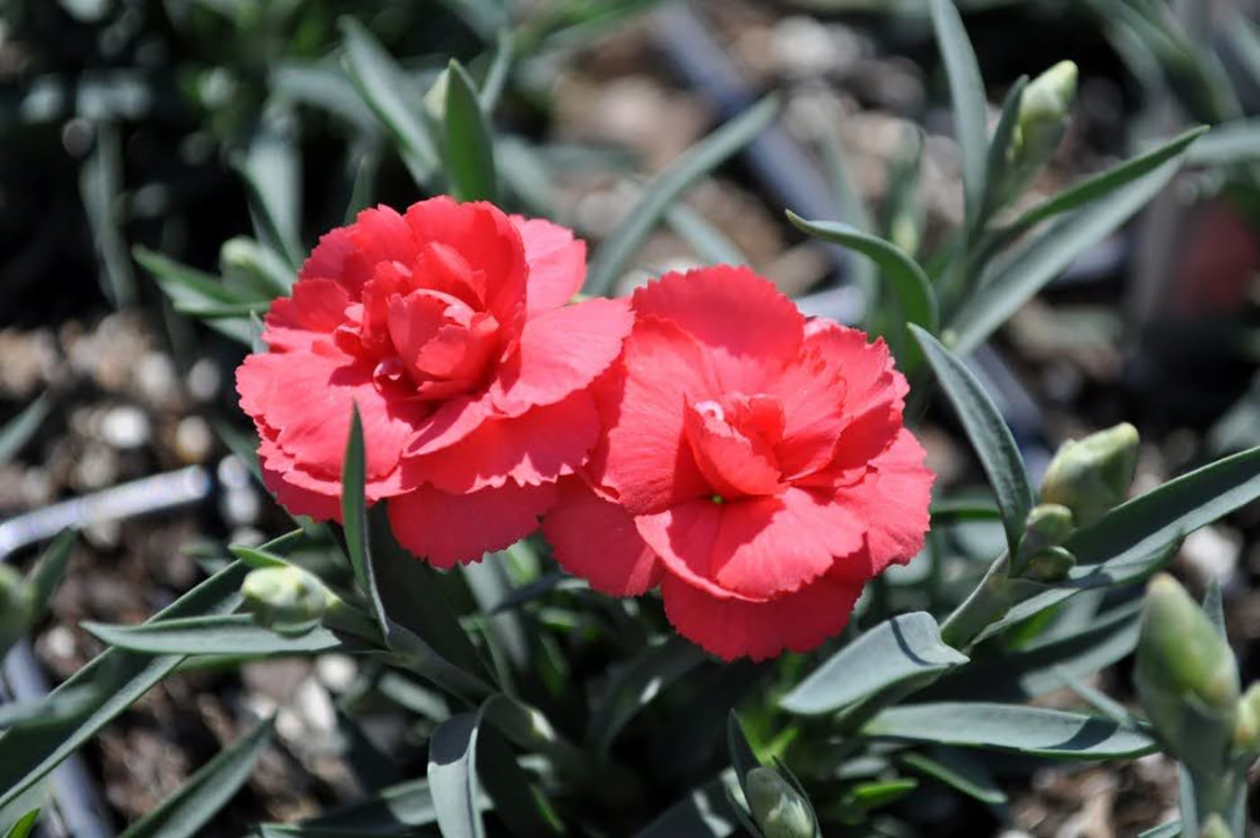 Premier™ Rosebud Dianthus - Compact Fragrant Blooms - Quart Pot ...
