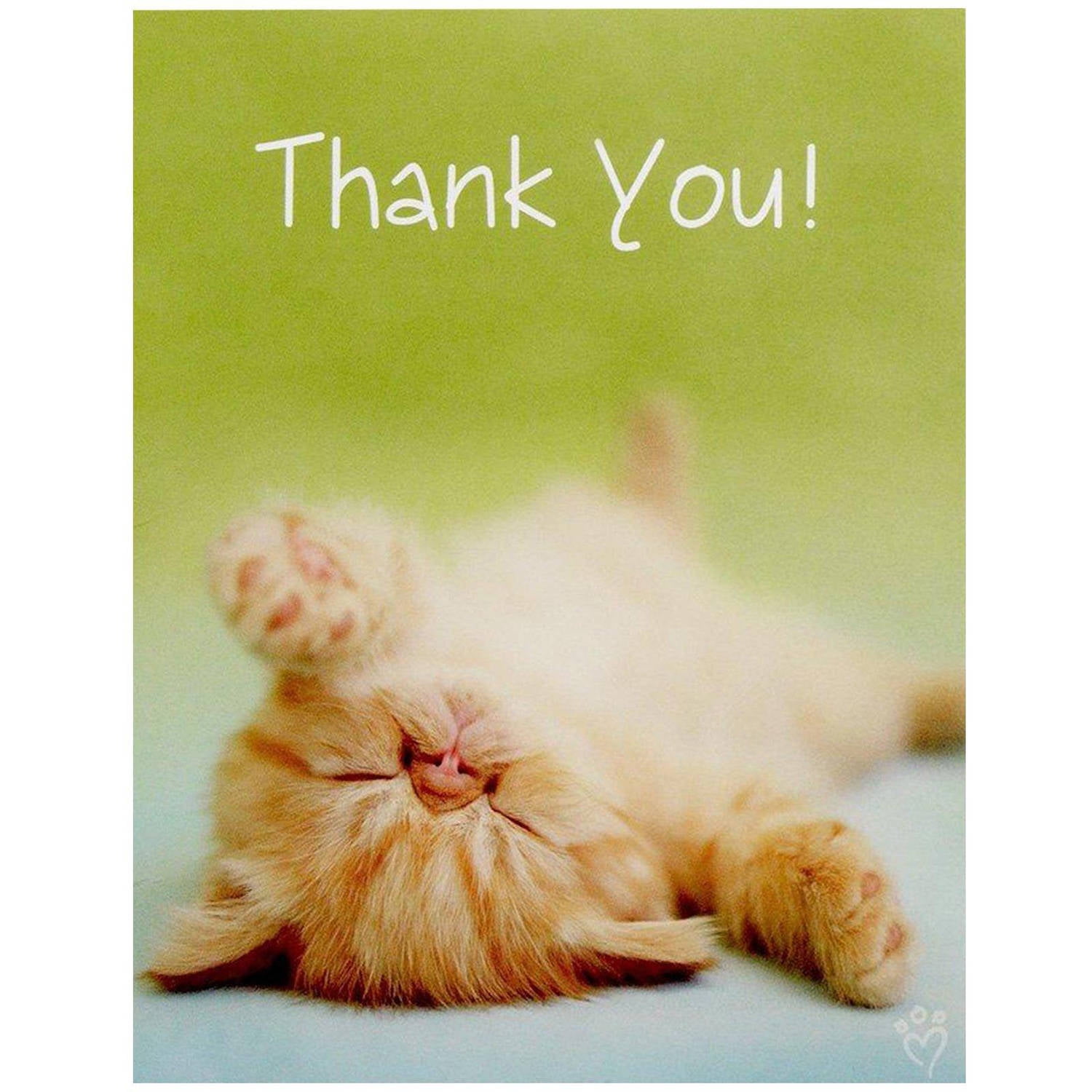 rachaelhale Glamour Cats Thank-You Notes, 8pk - Walmart.com