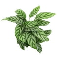 Element by Altman Plants 6in Calathea Plant in H20 Self Watering Pot ...