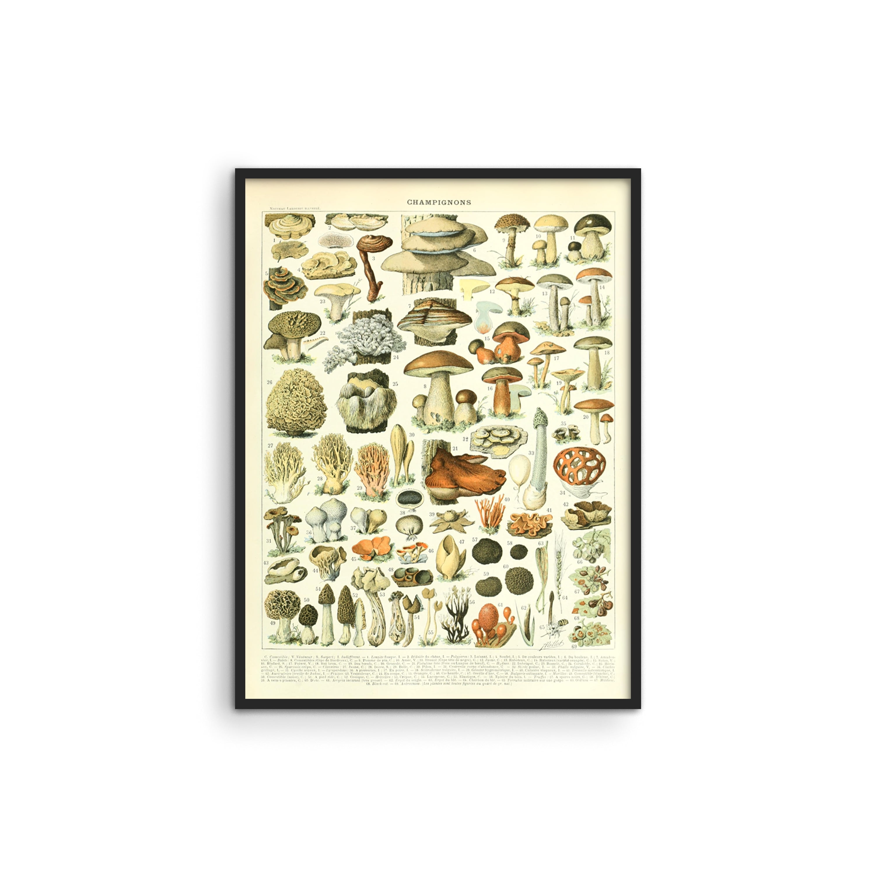 Vintage Mushroom Prints