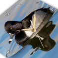 3drose, Usa, New Mexico, Socorro. Ring Billed Duck in Small Pond, 15x15 ...