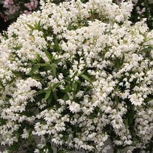 Deutzia-Yuki-Snowflake - QT Pot (Shrub) - Walmart.com