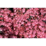 "Seedville USA, 50 Dragon's Blood Sedum Seeds, Red Stonecrop Sedum ...
