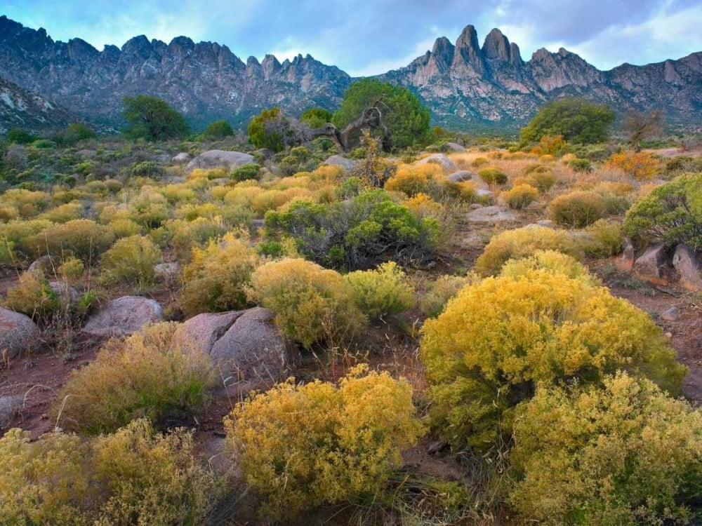 Chihuahuan Desert