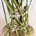 32 Hole Clear Plastic Flower Frog Rotating Holder for Vase Floral ...